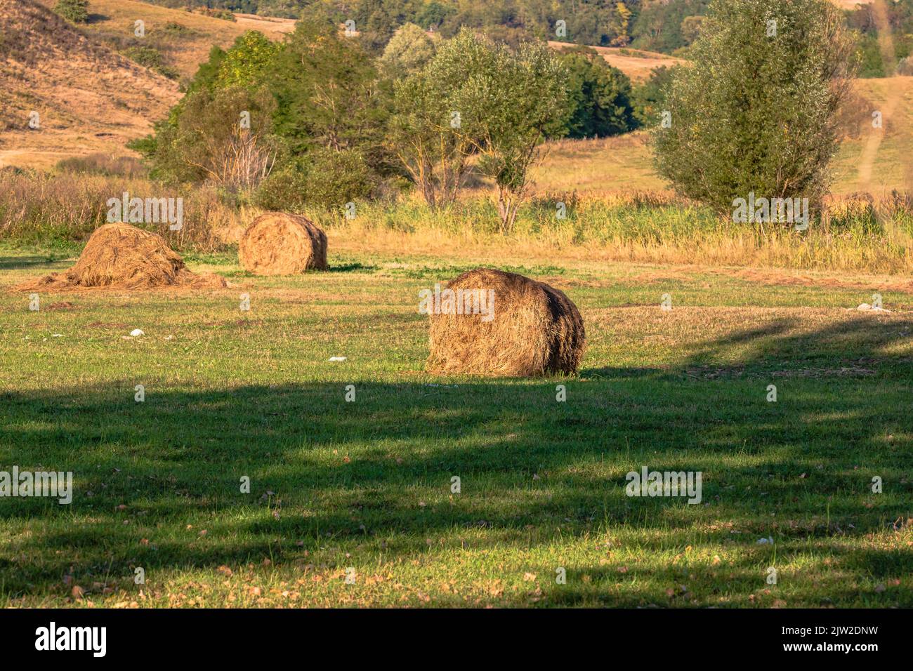 Golden hay bales. Agricultural parcels of different crops and hay roll ...