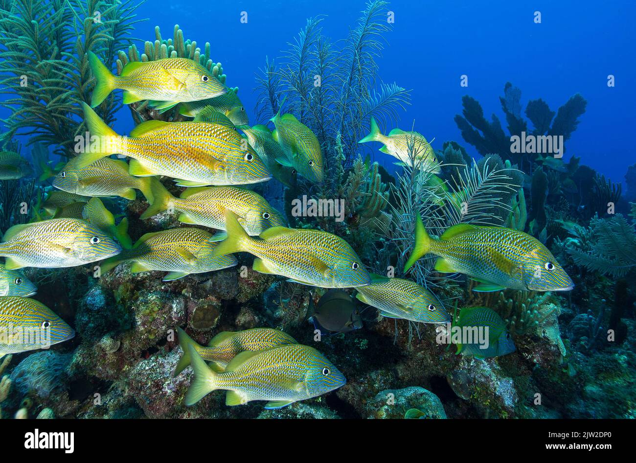 School of fishes (Haemulon sciurus), gardens of the queen national park ...