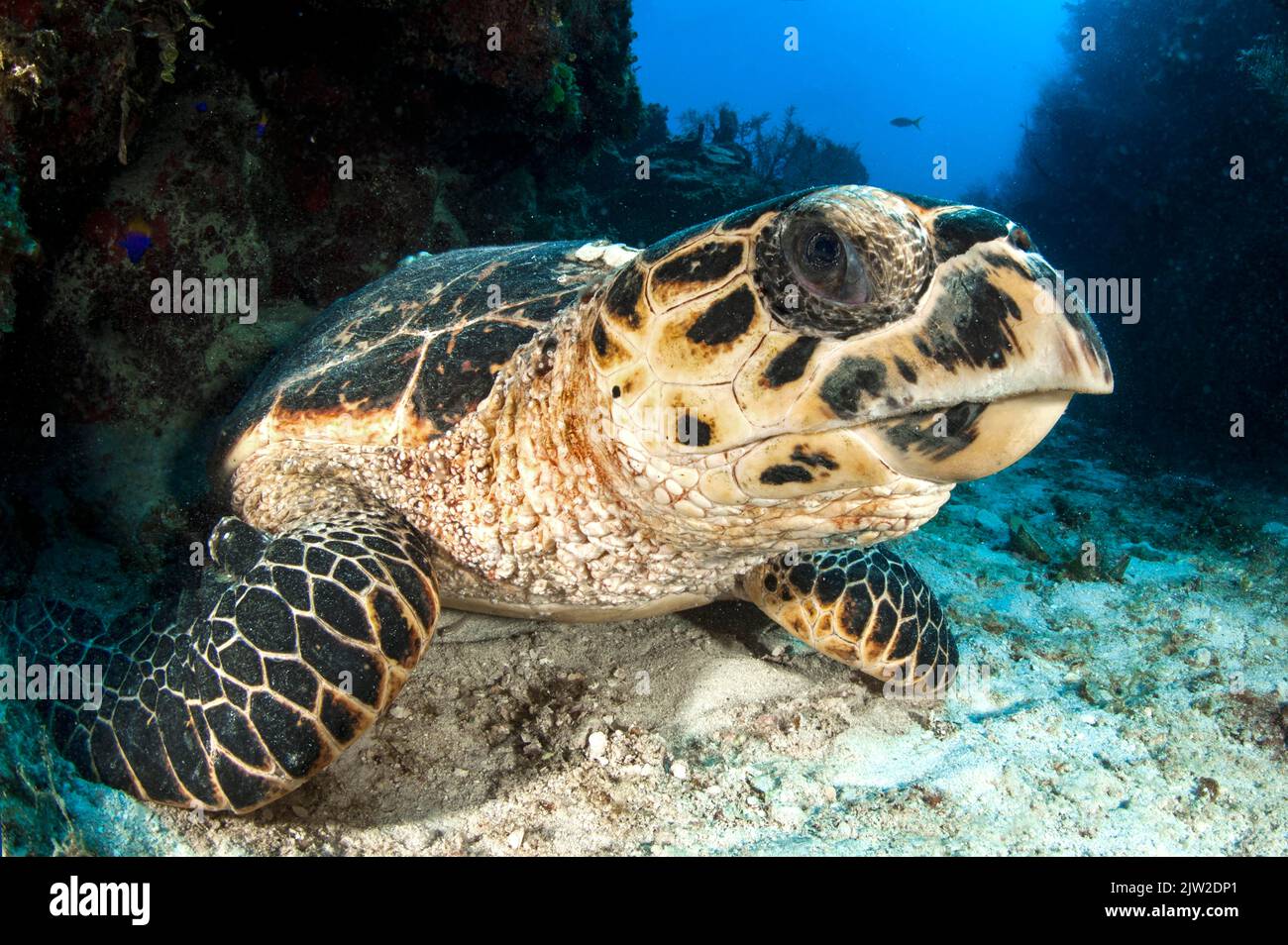Hawksbill sea turtle (Eretmochelys imbricata), gardens of the queen ...