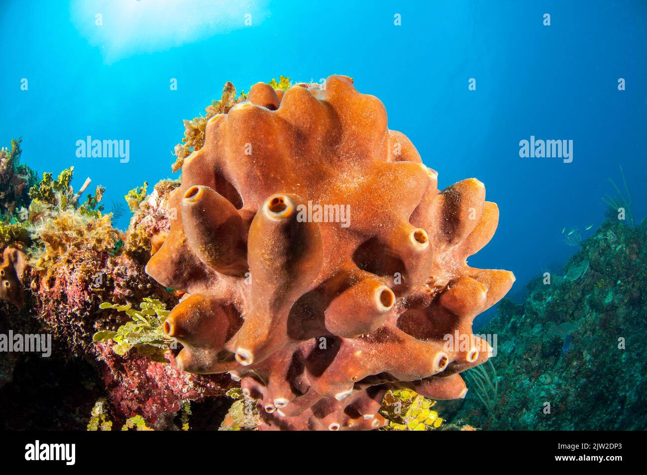 sponge (Ectyoplasia ferox), gardens of the queen national park, Cuba ...