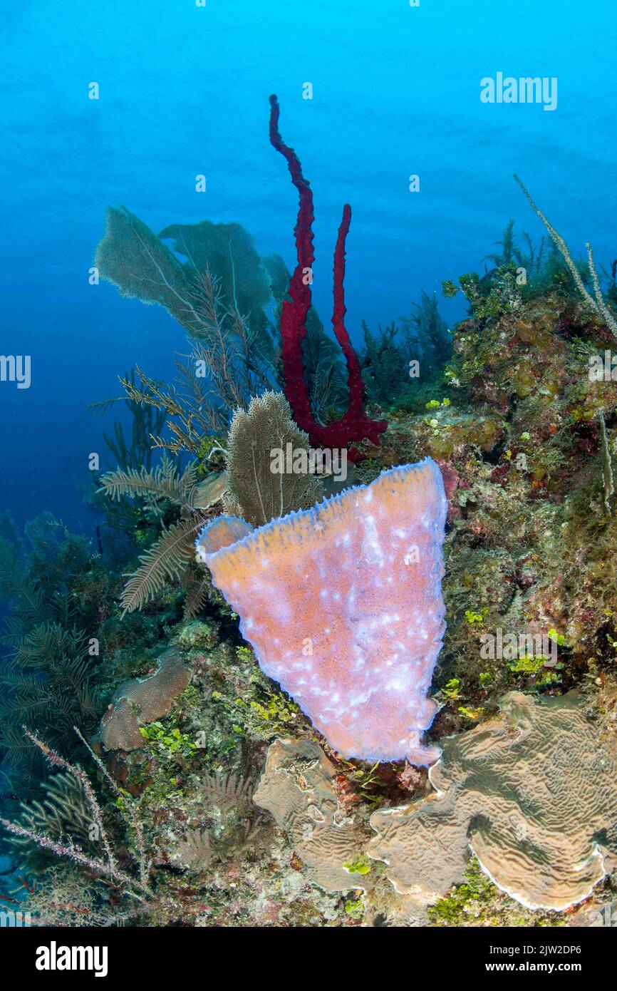 Sponge (Callyspongia plicifera), gardens of the queen national park ...