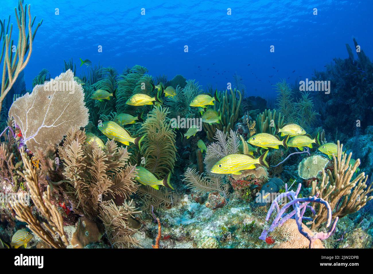 School of yellow grunts (Haemulon flavolineatum), gardens of the queen ...