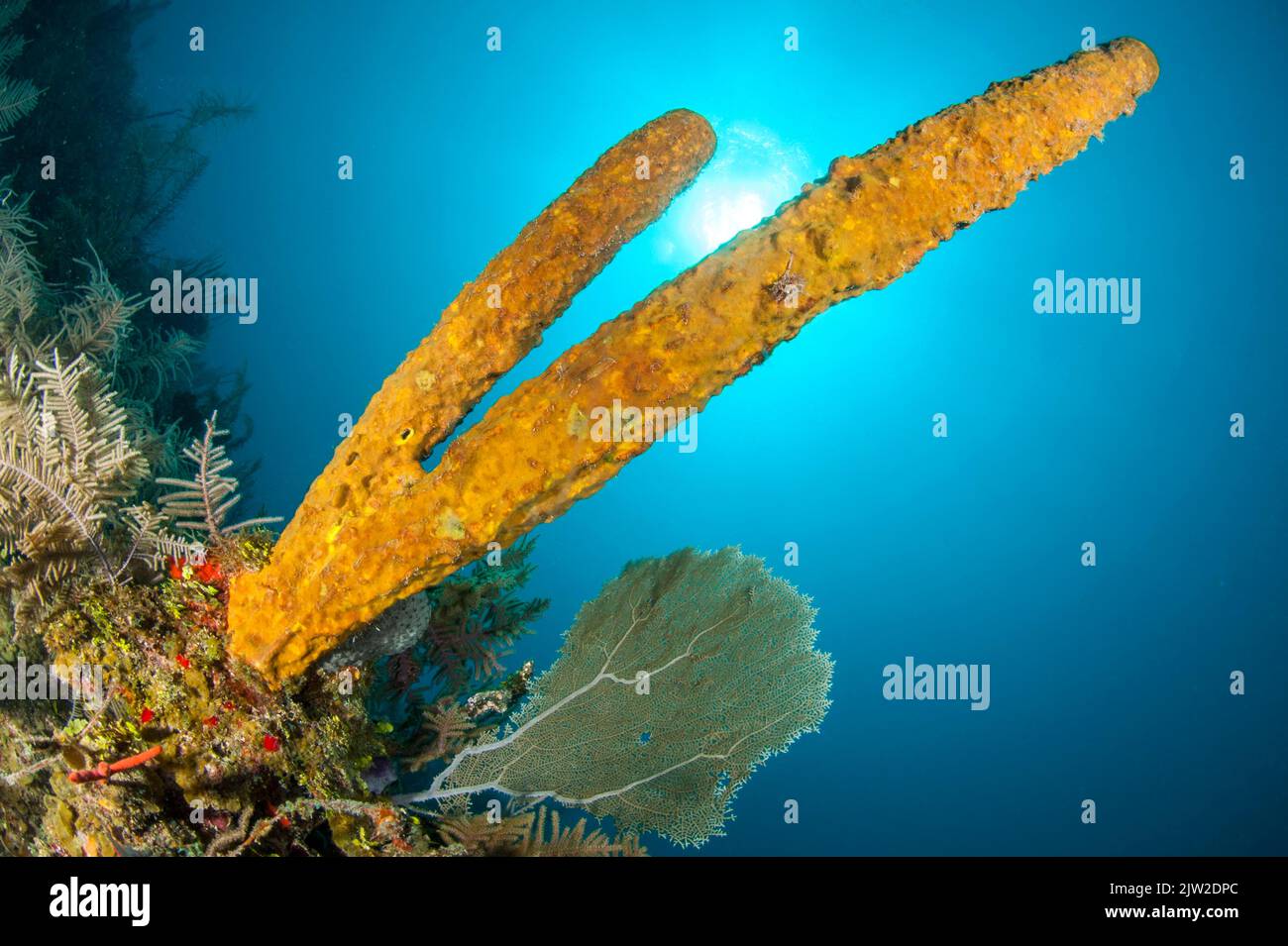 sponge (Aplysina fistularis), gardens of the queen national park, Cuba ...