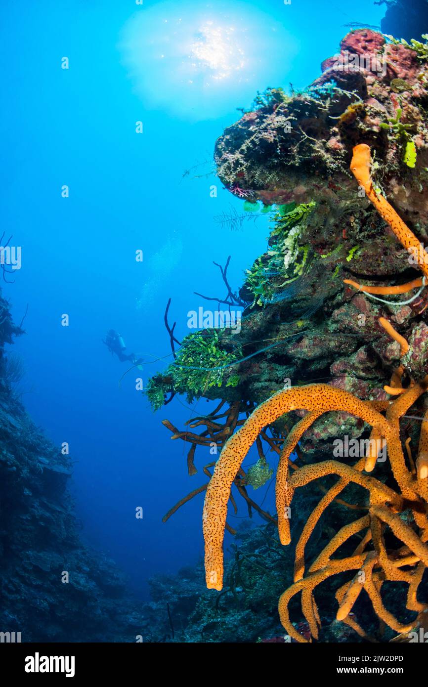 sponge (Aplysina fulva), gardens of the queen national park, Cuba ...
