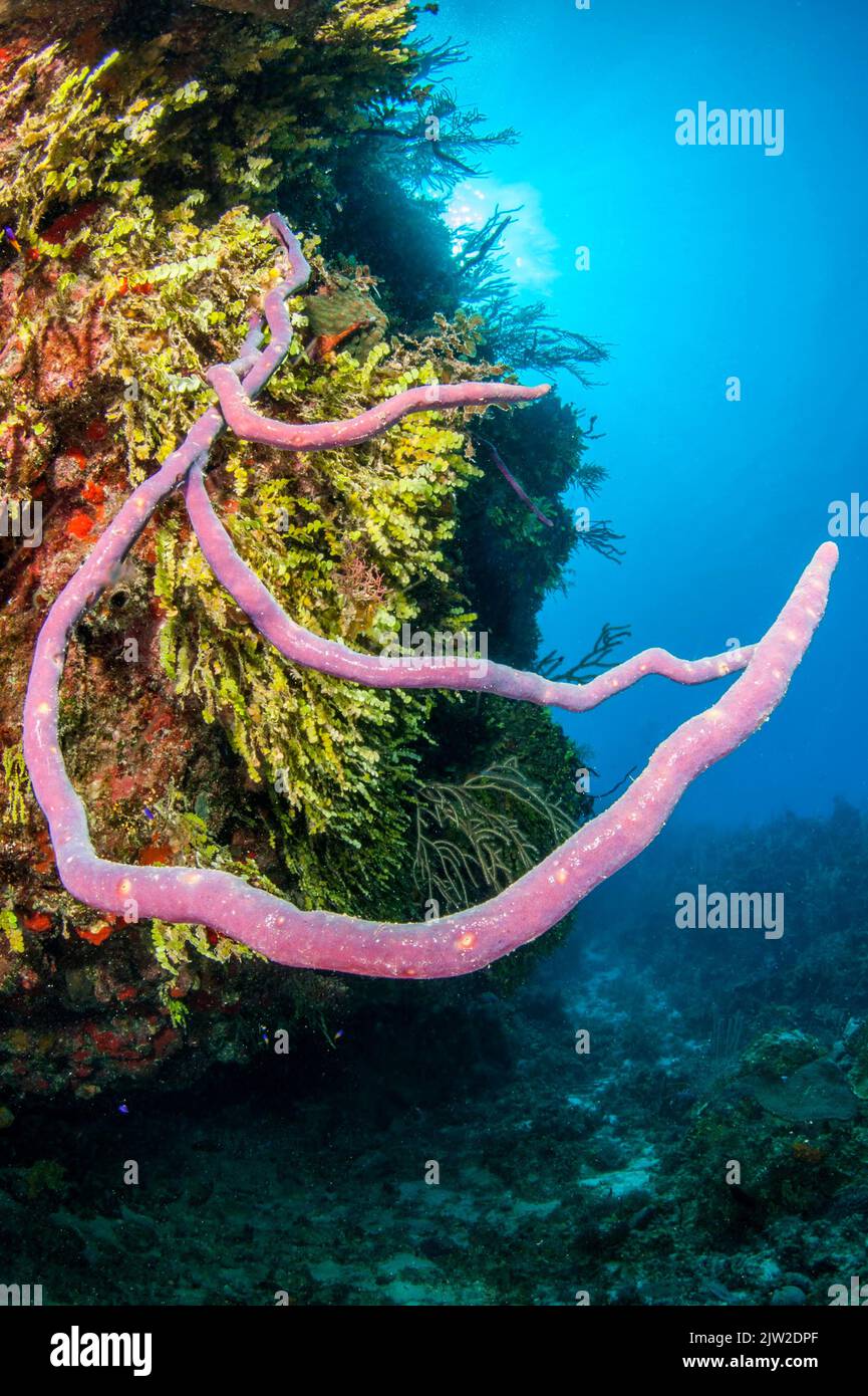 Aplysina cauliformis sponge, gardens of the queen national park, Cuba ...
