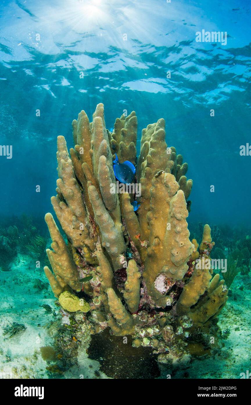 Coral (Dendrogyra cylindrus), gardens of the queen national park, Cuba ...