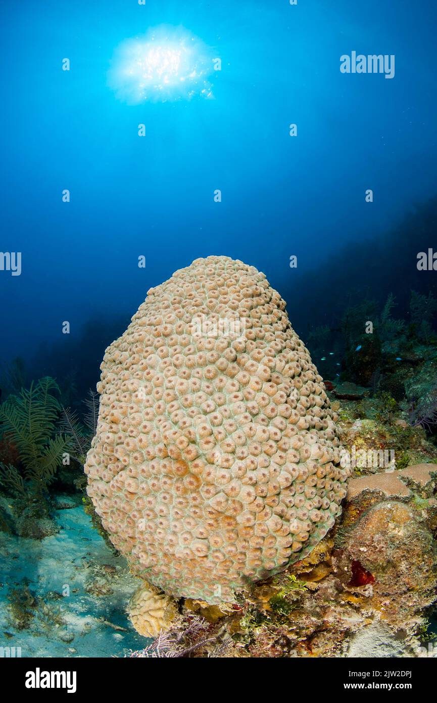 (Montastrea cavernosa) coral, gardens of the queen national park, Cuba ...