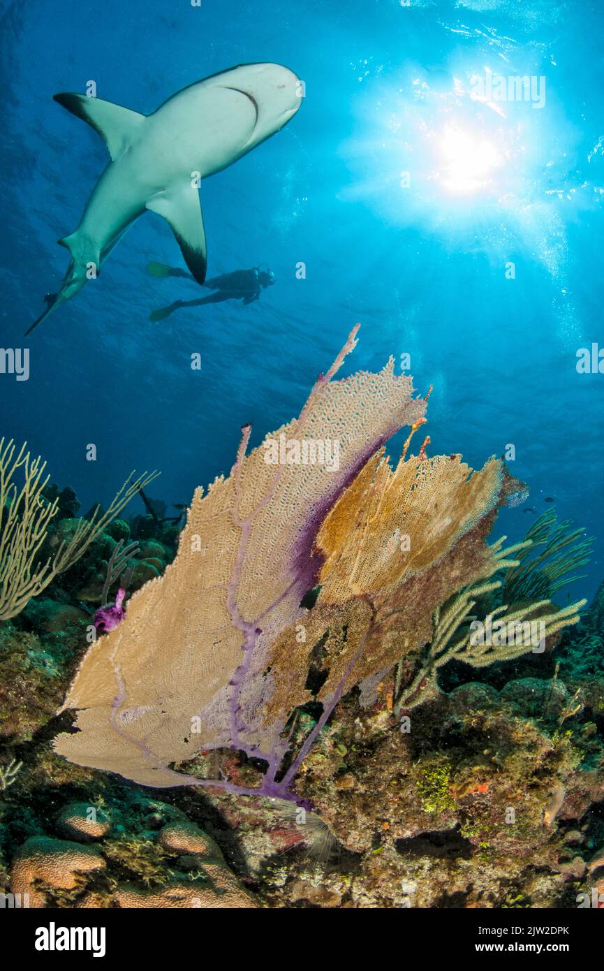Caribbean reef shark (Carcharhinus perezi) and seafan (Gorgonia ...