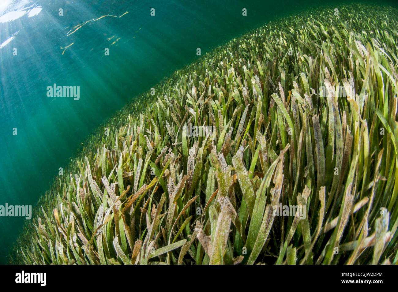 Thalassia sp. seagrass meadow, Mangrove of gardens of the queen ...