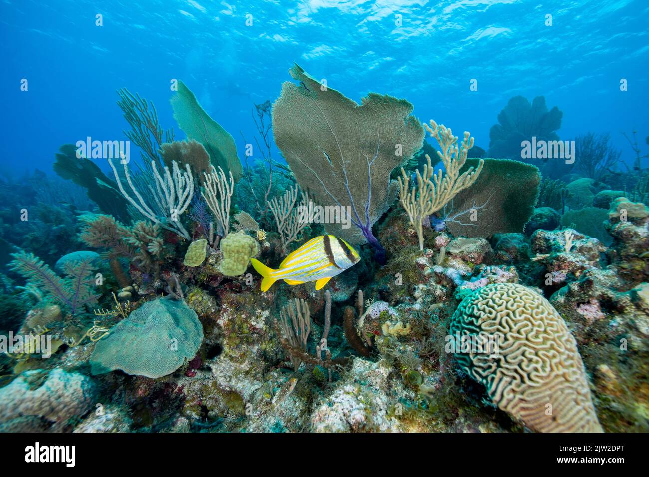 Coral reef, gardens of the queen national park, Cuba, Central America ...