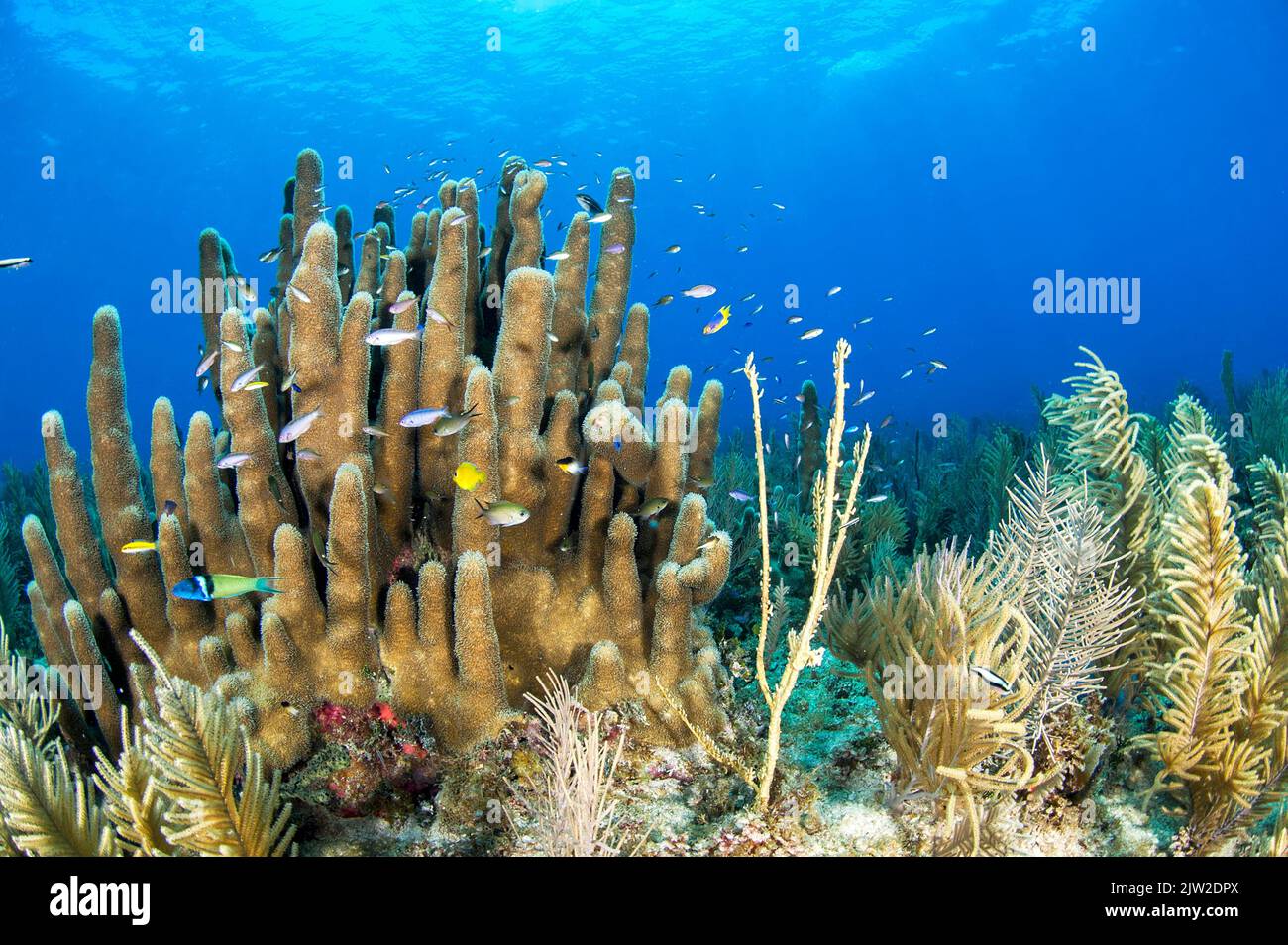 (Dendrogyra cylindrus) coral, and Antillogorgia americana seafans ...