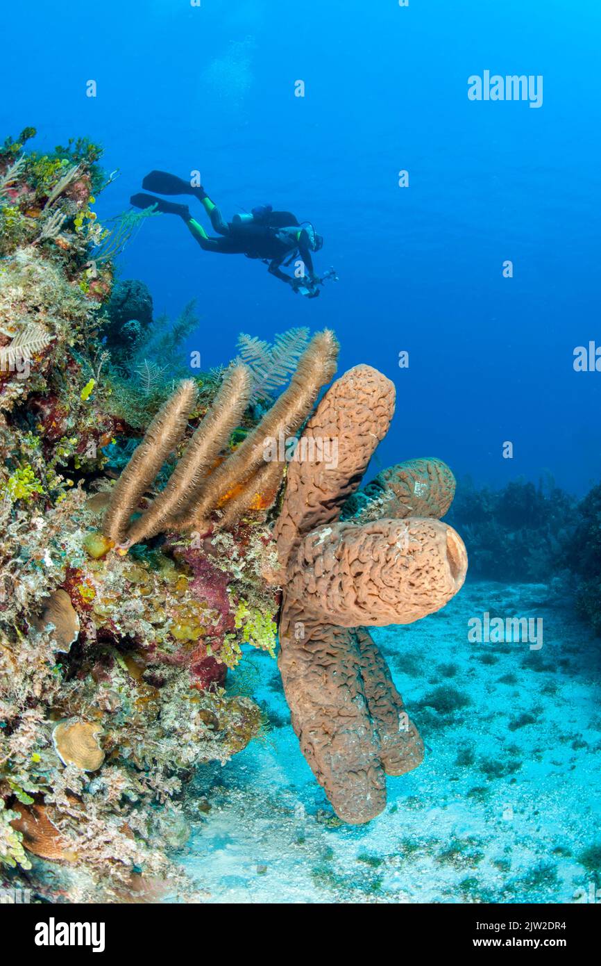 Agelas cerebrum sponge, gardens of the queen national park, Cuba ...