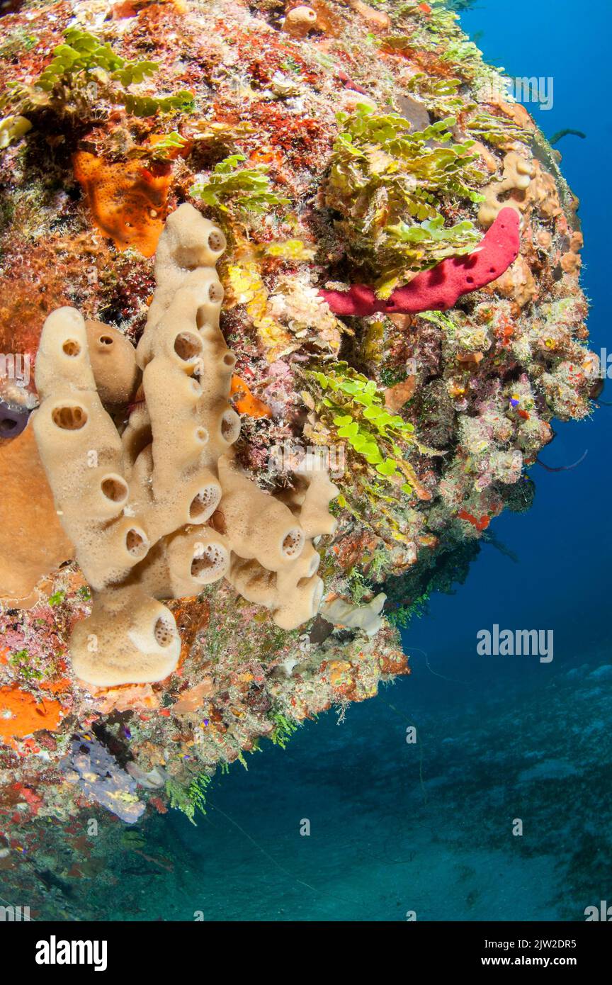 Sponge (Callyspongia fallax), gardens of the queen national park, Cuba ...