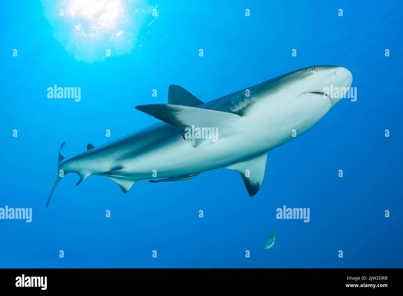 Caribbean reef shark (Carcharhinus perezi), gardens of the queen ...