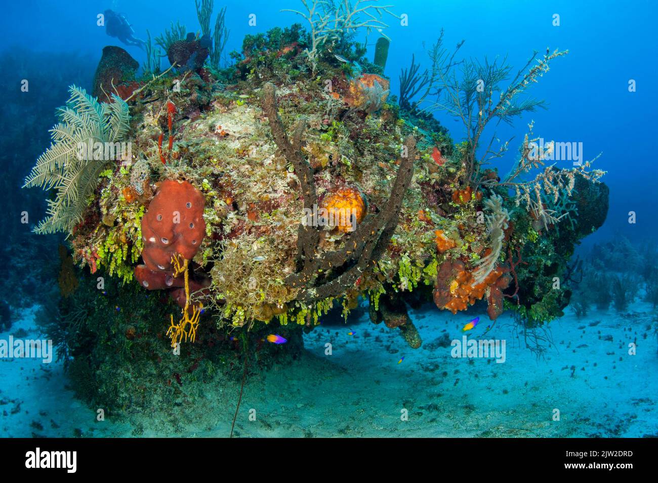 Coral Pinacle, gardens of the queen national park, Cuba, Central ...