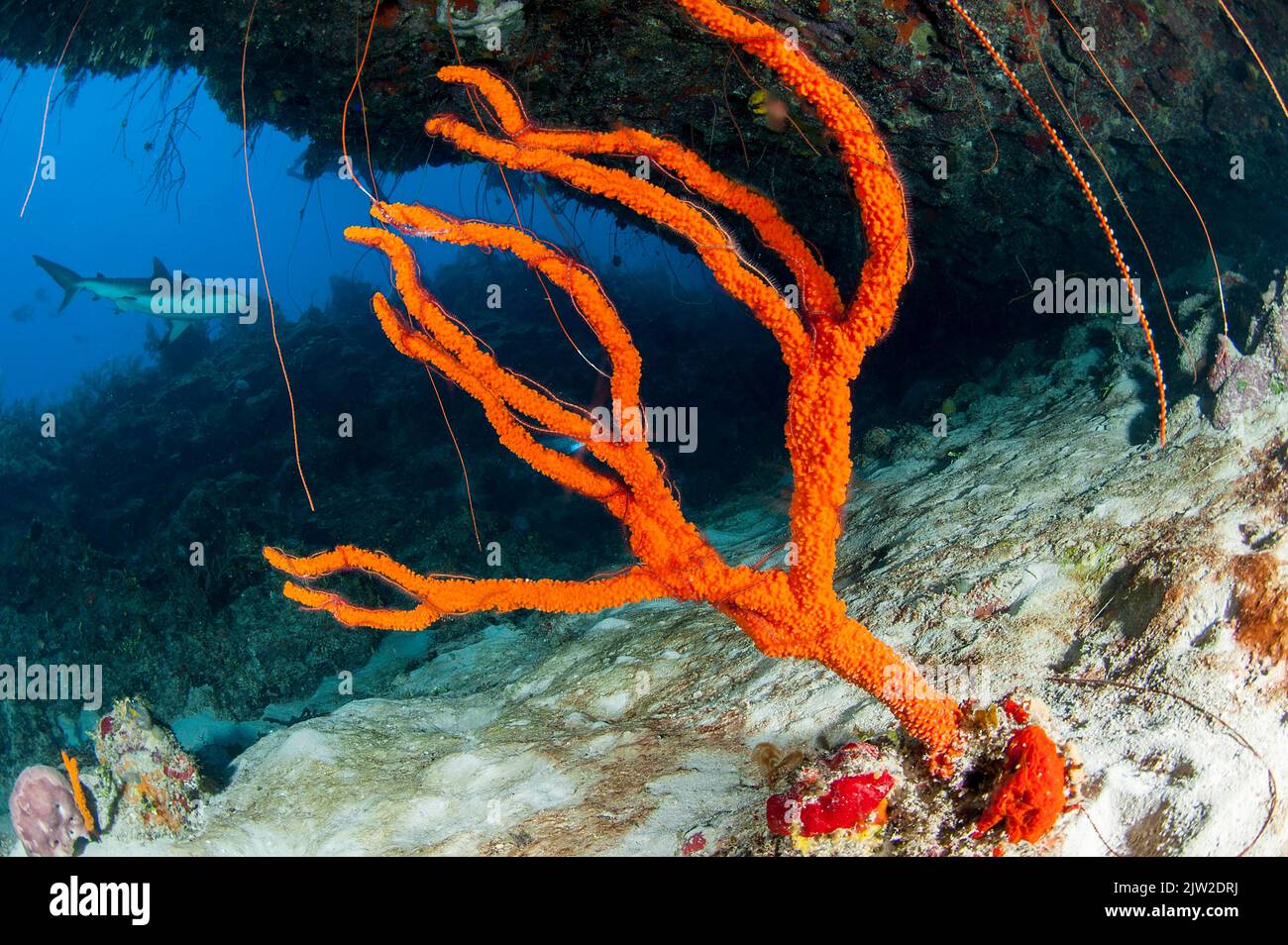 Sponge (Ptilocaulis walpersii), gardens of the queen national park ...