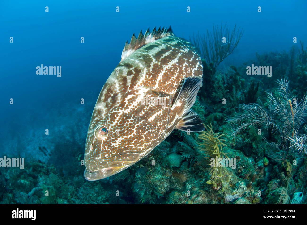Black grouper (Mycteroperca bonaci), gardens of the queen national park ...