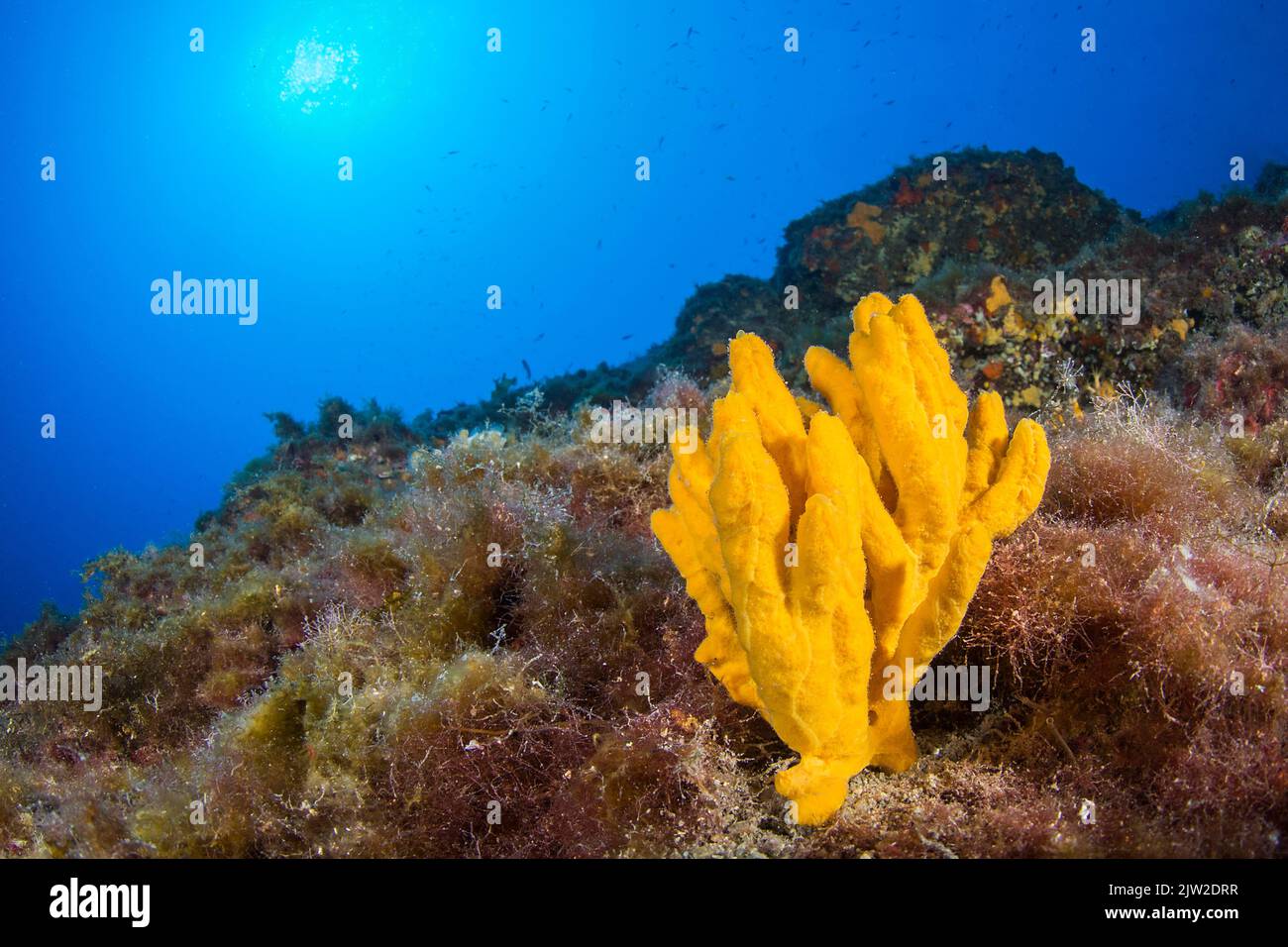 Axinella verrucosa sponge, Villefranche-sur-Mer ,Alpes-Maritimes ...