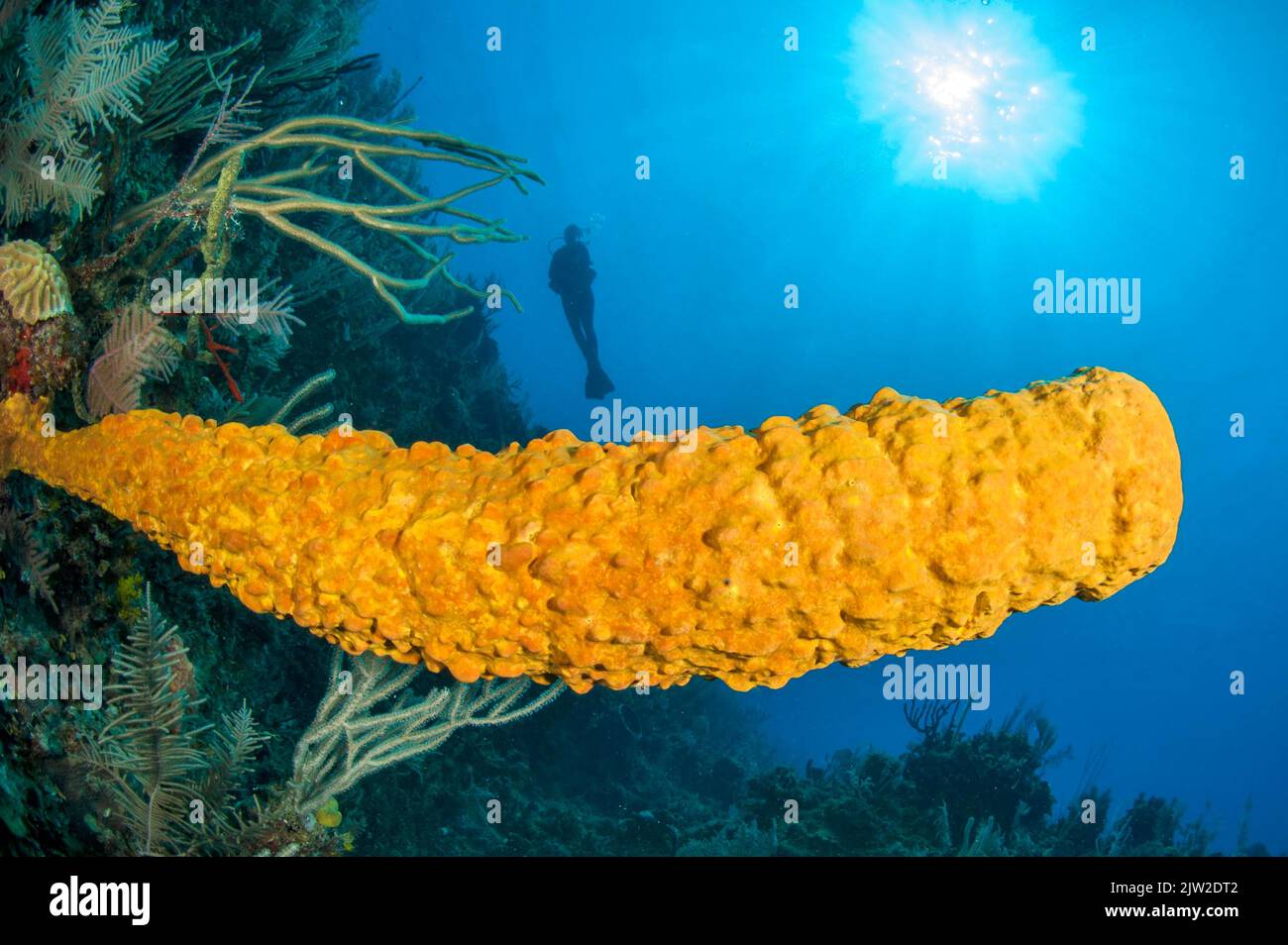 sponge (Aplysina fistularis), gardens of the queen national park, Cuba ...