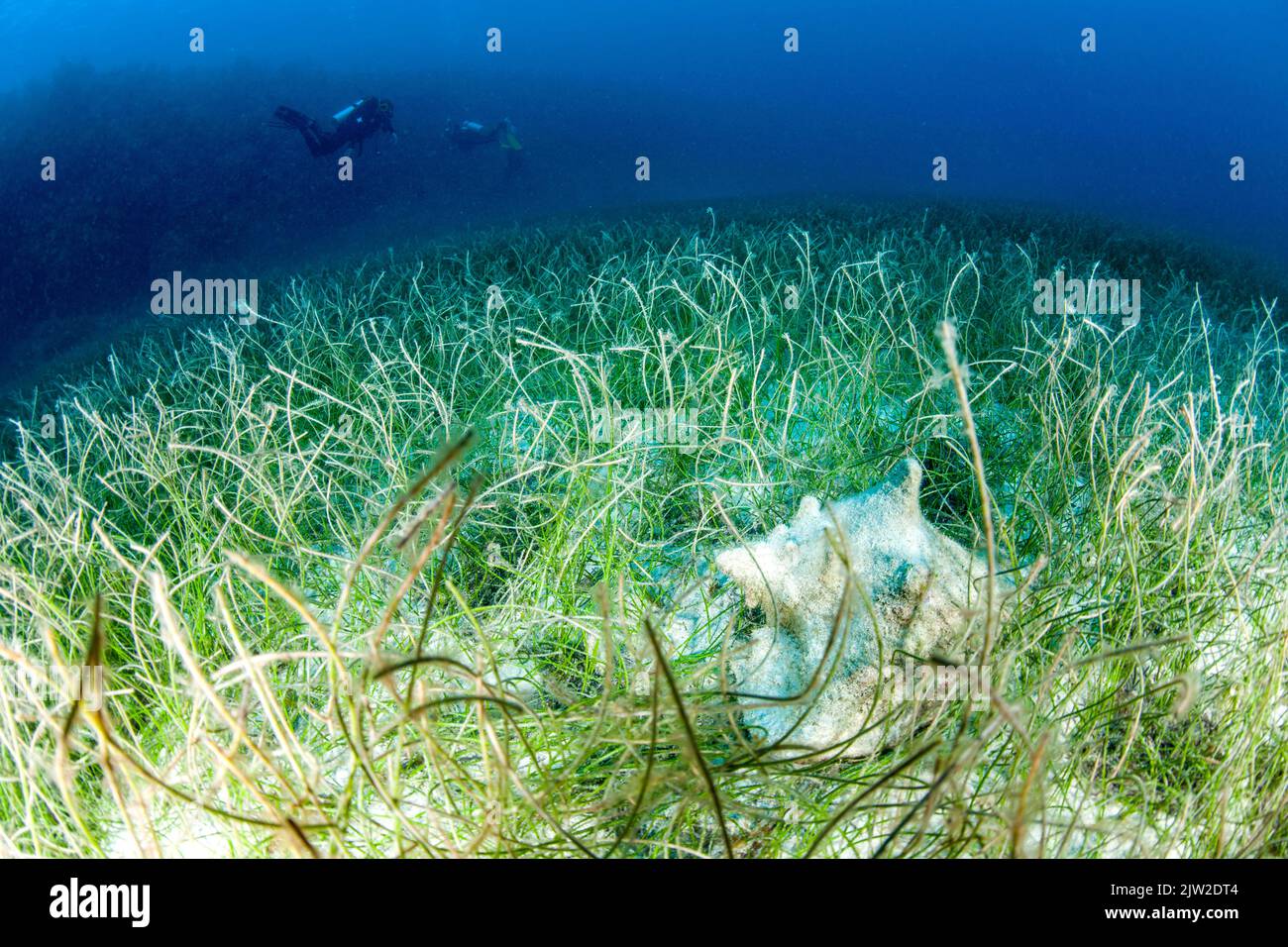 Aliger gigas in a seagrass meadow (Syringodium isoetifolium), gardens ...