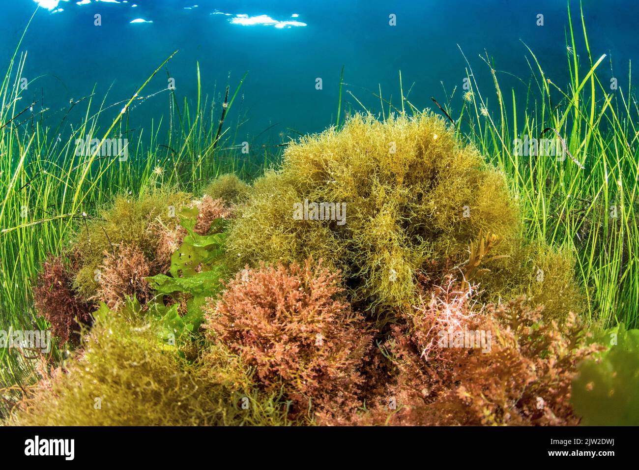 Seaweeds and seagrass (Zostera marina) Thau lagoon, Bouzigues, Herault ...