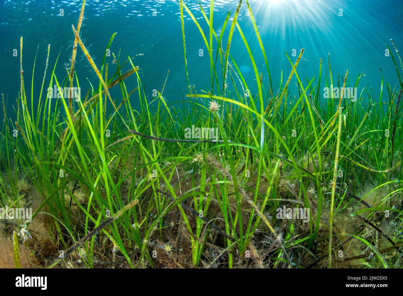 seagrass (Zostera marina) meadow, Thau lagoon, Bouzigues, Herault ...