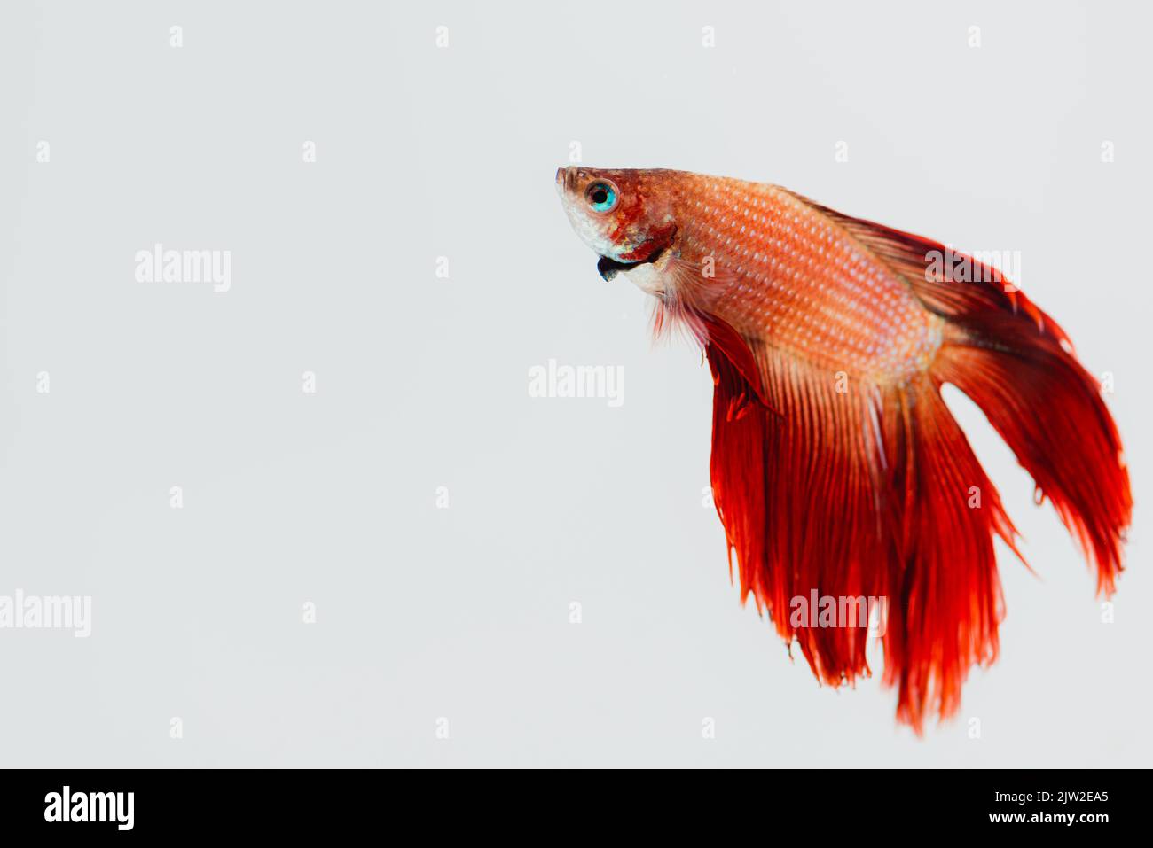Horizontal format full body of a red betta fish with blue eyes Stock ...