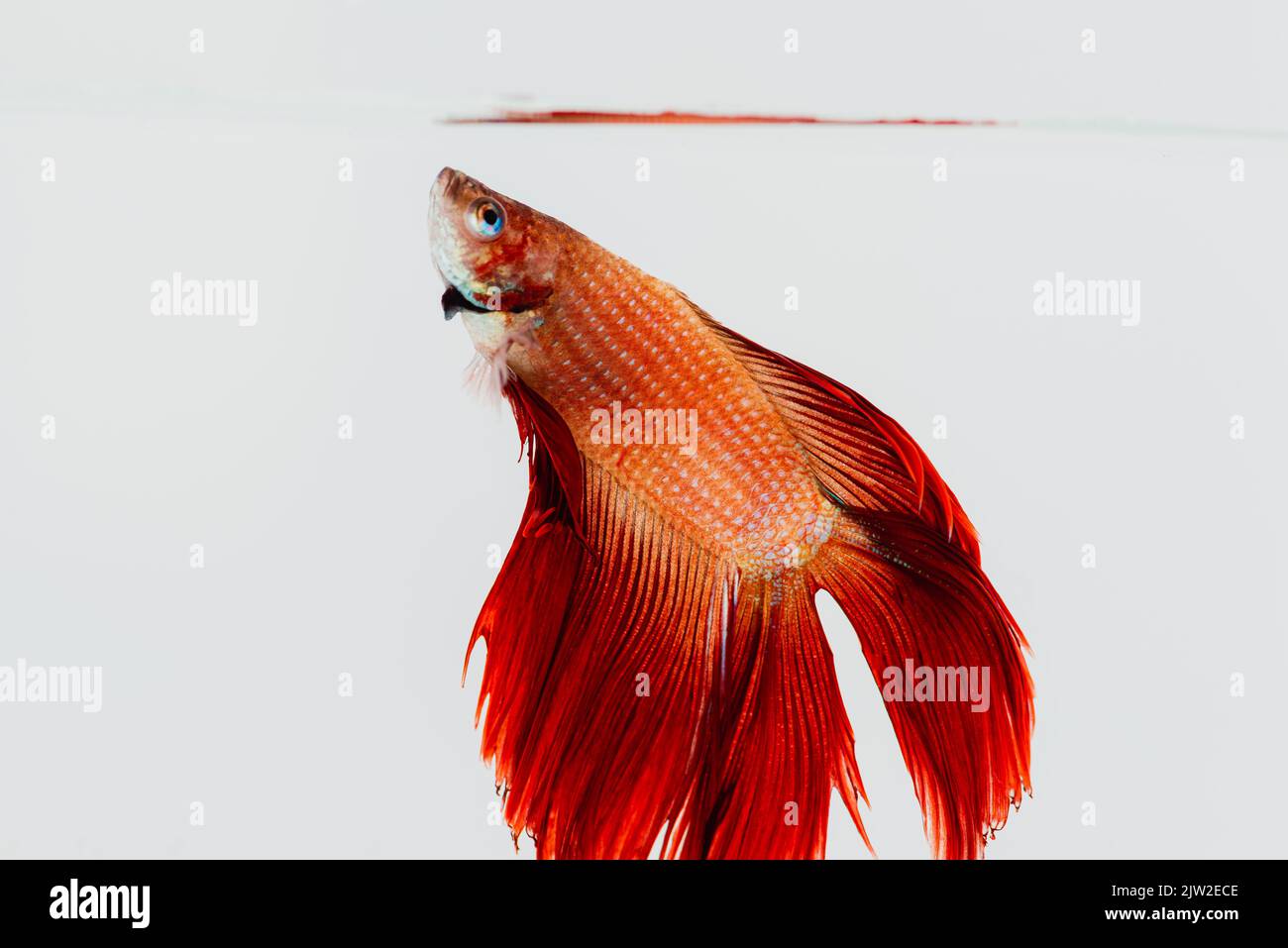 A red longtail betta fish swimming to the surface of a tank, isolated ...