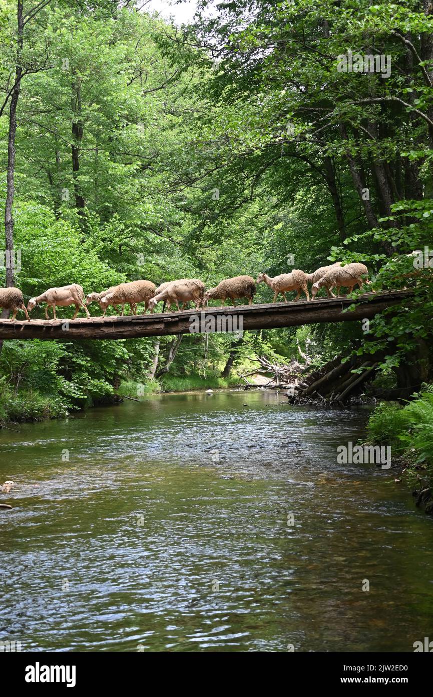 Flock of sheep crossing the river by an old bridge. Kirklareli city. Floodplain forest. Turkey ...