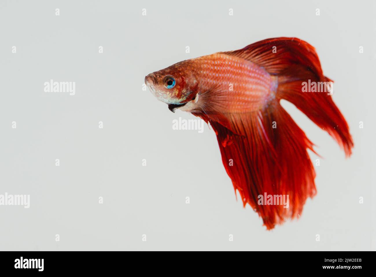 Full body shot of a lone red longtail betta fish swimming Stock Photo ...