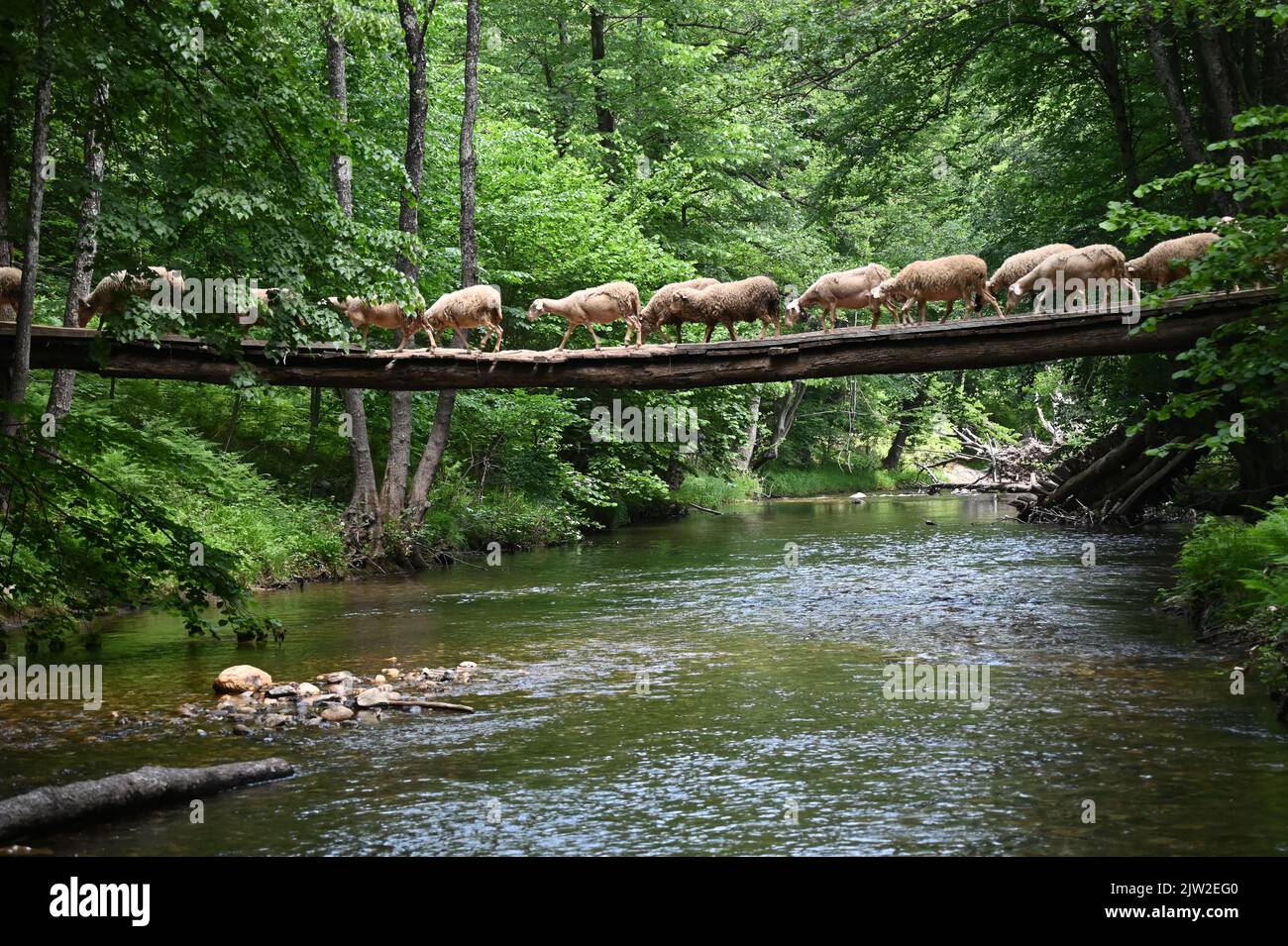 Flock of sheep crossing the river by an old bridge. Kirklareli city. Floodplain forest. Turkey ...
