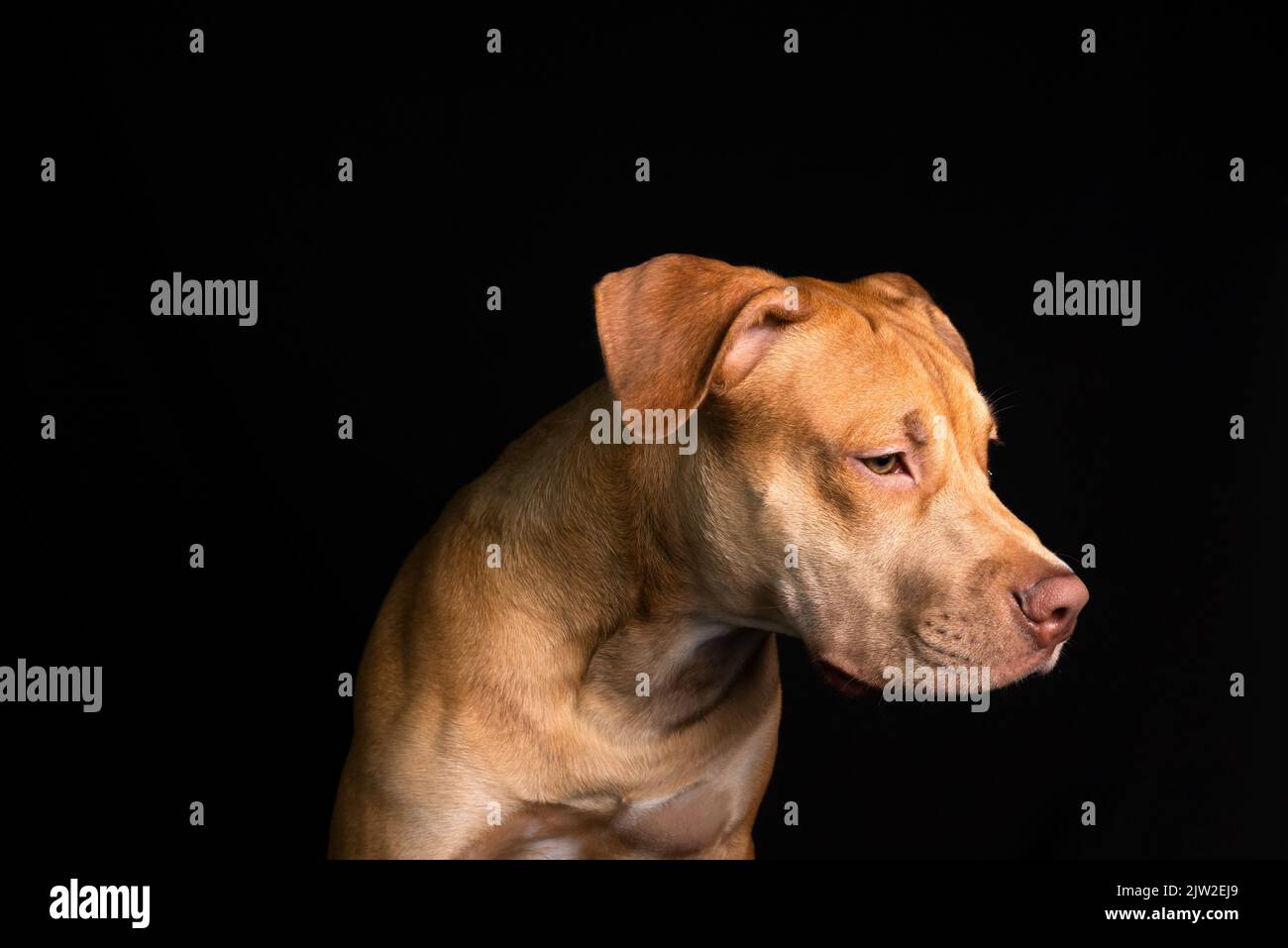 The portrait of sad brown Pit bull dog on black background Stock Photo ...
