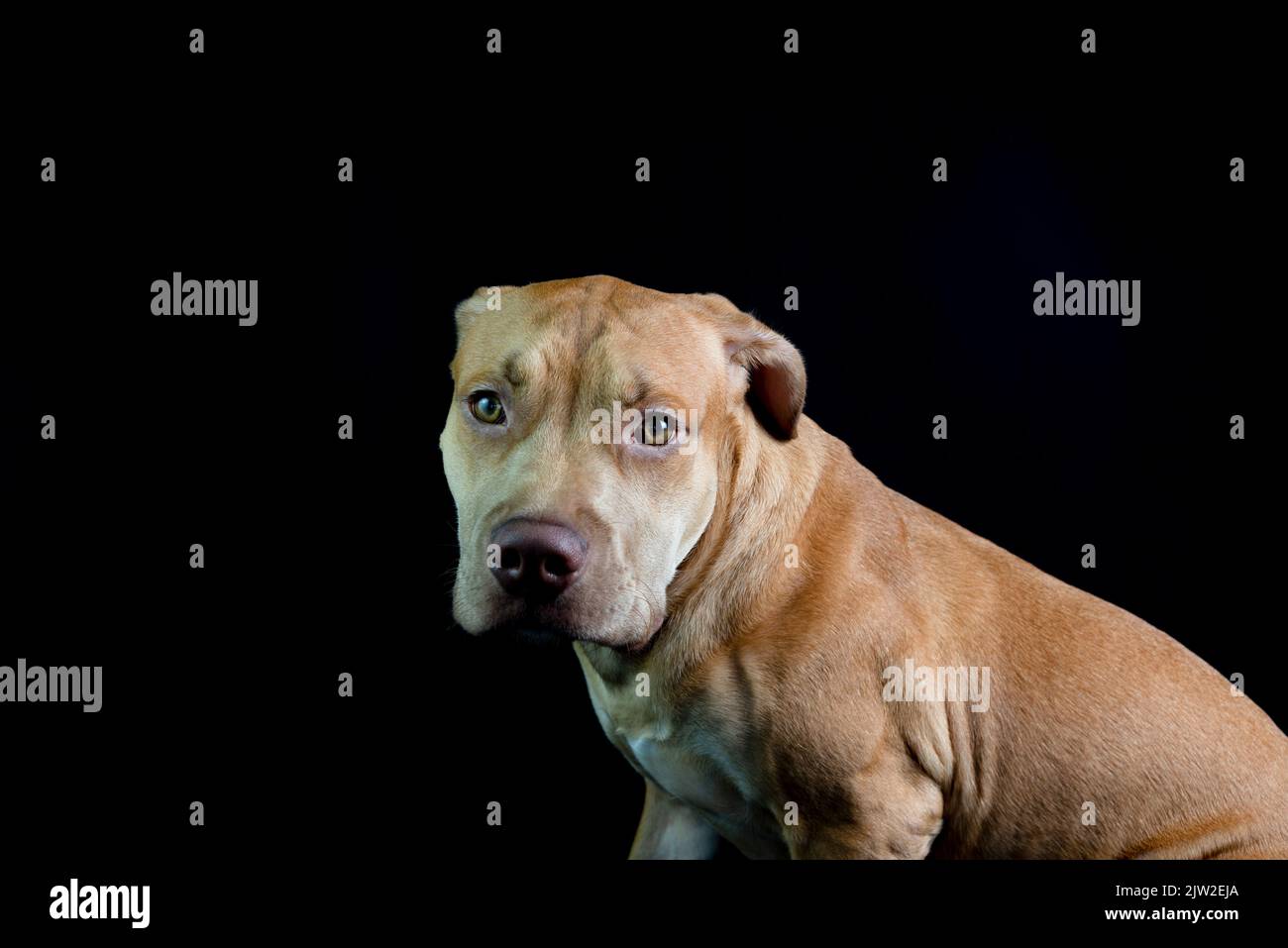 A brown Pit bull dog with sad eyes on black background Stock Photo - Alamy