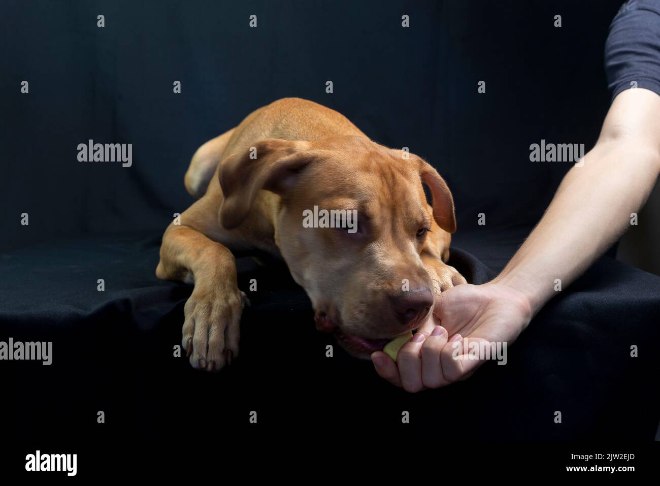 A human hand giving food to brown Pit bull dog lying on the sofa on ...