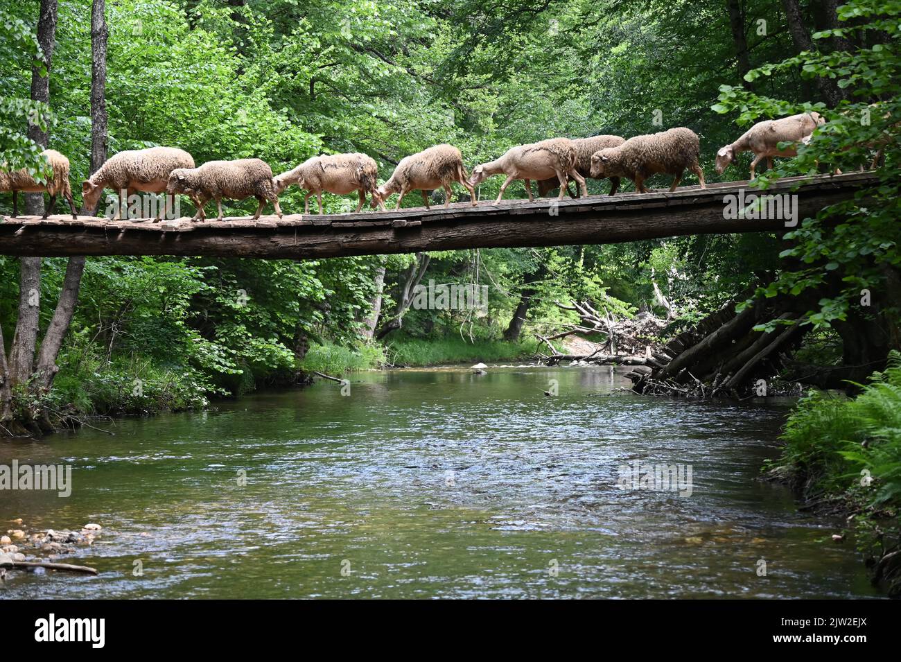 Flock of sheep crossing the river by an old bridge. Kirklareli city ...