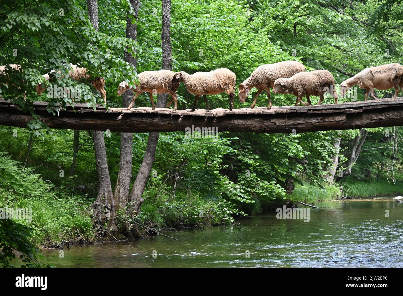 Flock of sheep crossing the river by an old bridge. Kirklareli city ...