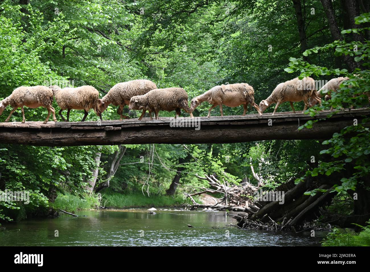Flock of sheep crossing the river by an old bridge. Kirklareli city ...