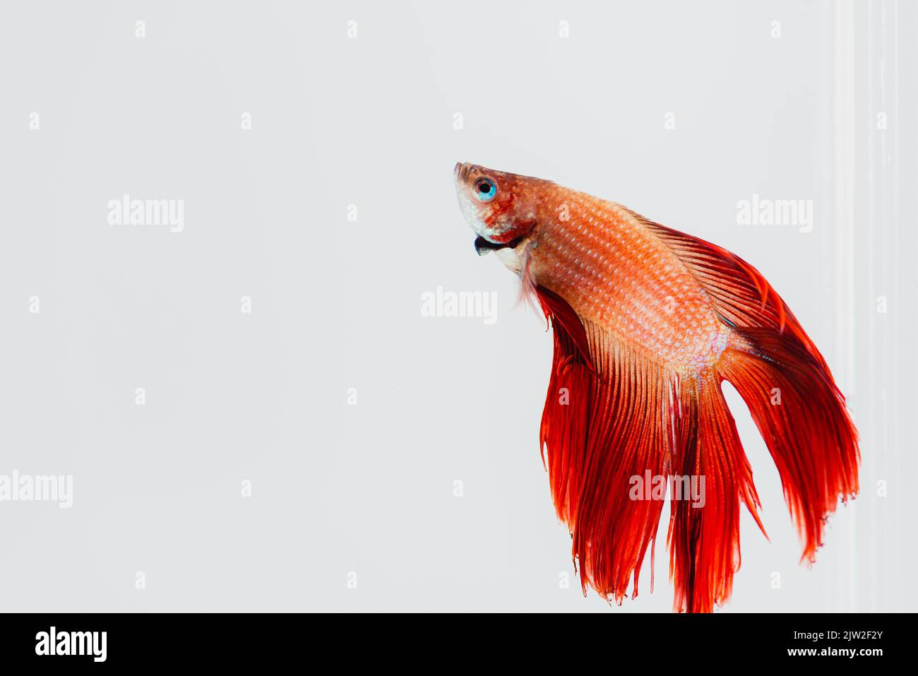 Red fish swimming upwards hi-res stock photography and images - Alamy