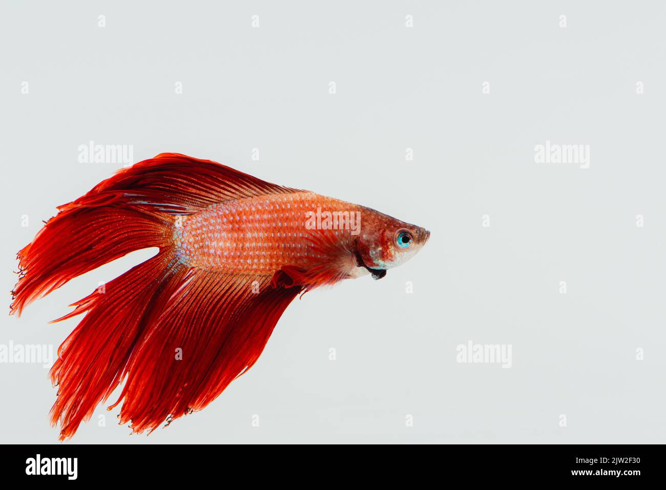 A lone red longtail betta fish with blue eyes Stock Photo - Alamy