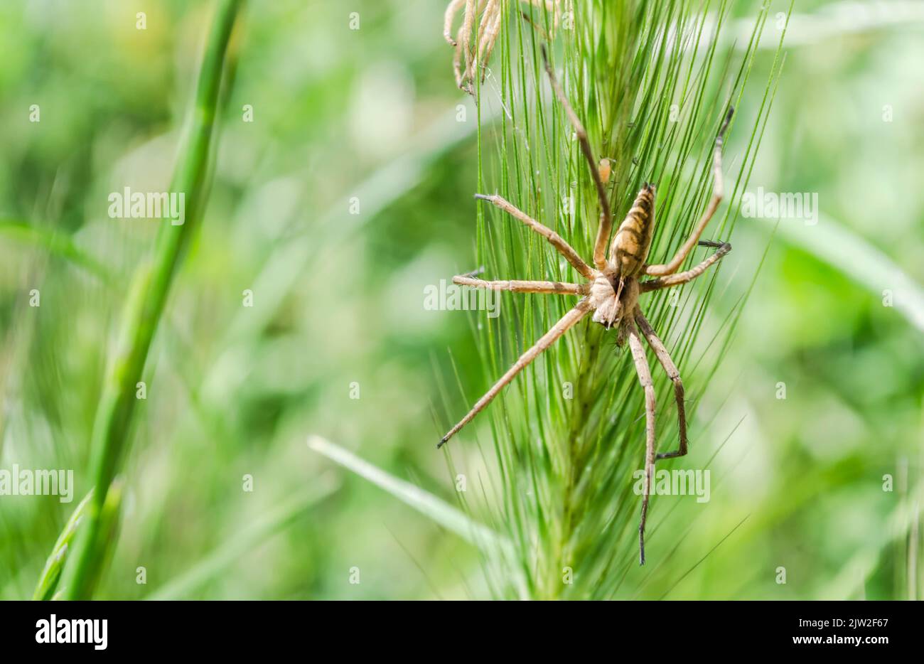 Pretty spiders hi-res stock photography and images - Alamy