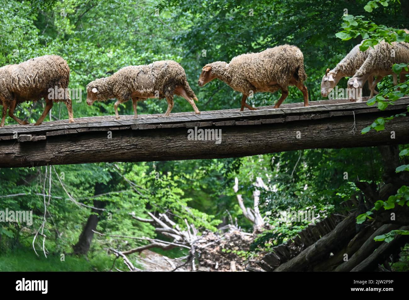 Flock of sheep crossing the river by an old bridge. Kirklareli city ...
