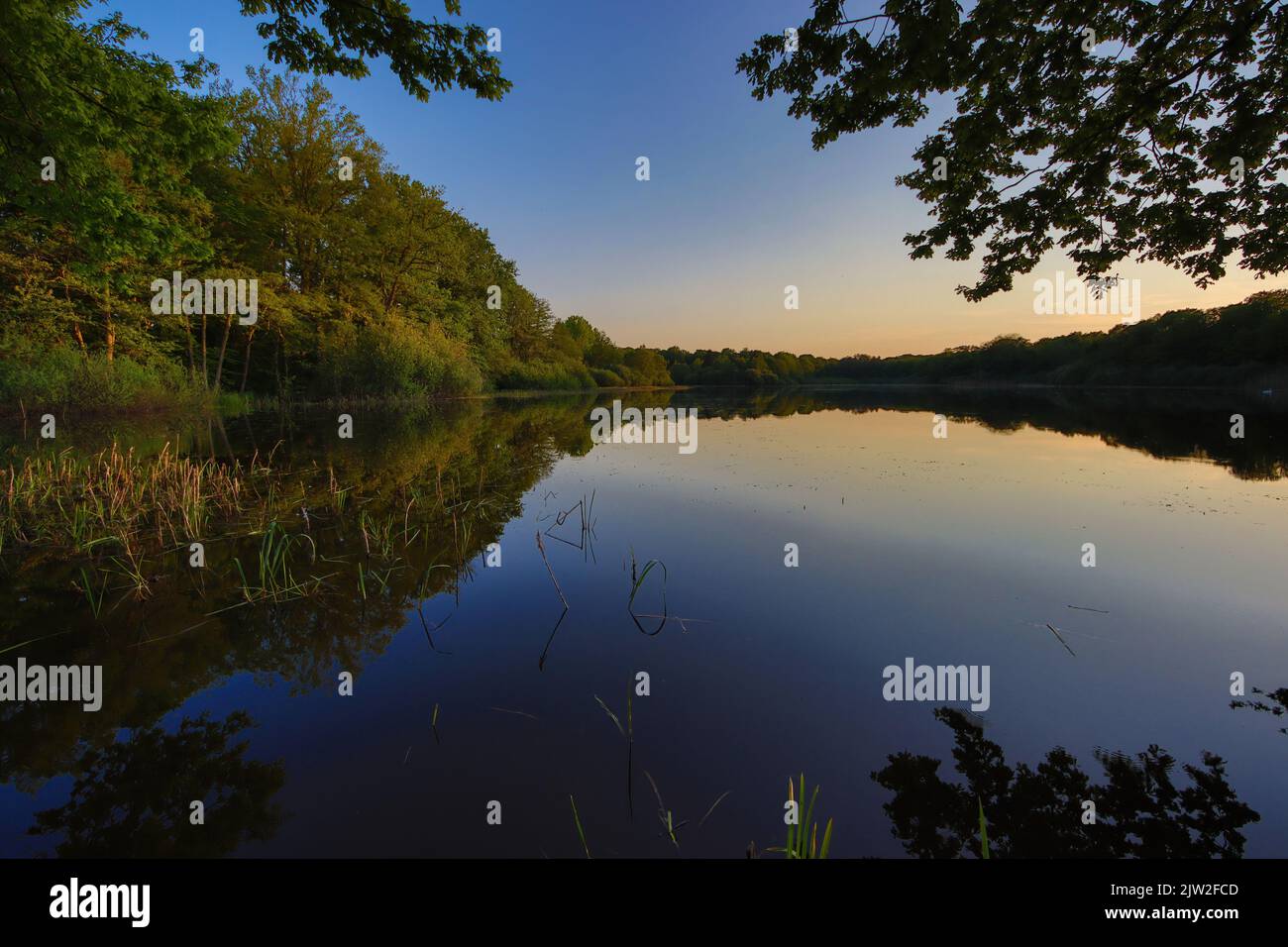 The reflection of the surrounding vegetation in a mesmerizing mirror ...