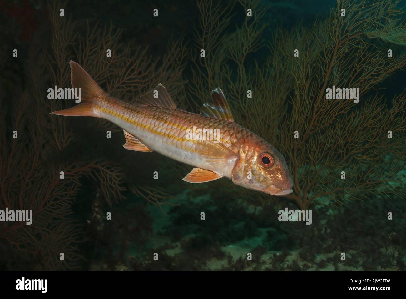 Small striped red mullet fish swimming near green plants underwater in ...