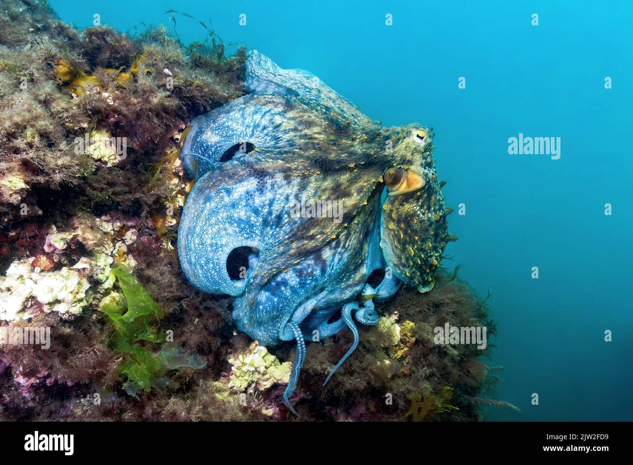 Picturesque marine scenery with bright common octopus and rough coral ...