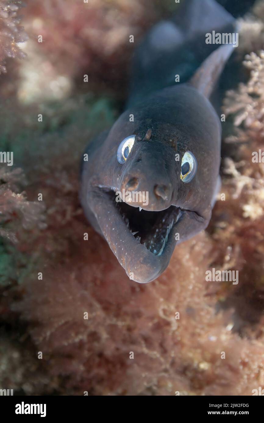 From above of gray Mediterranean moray fish swimming near coral reefs ...