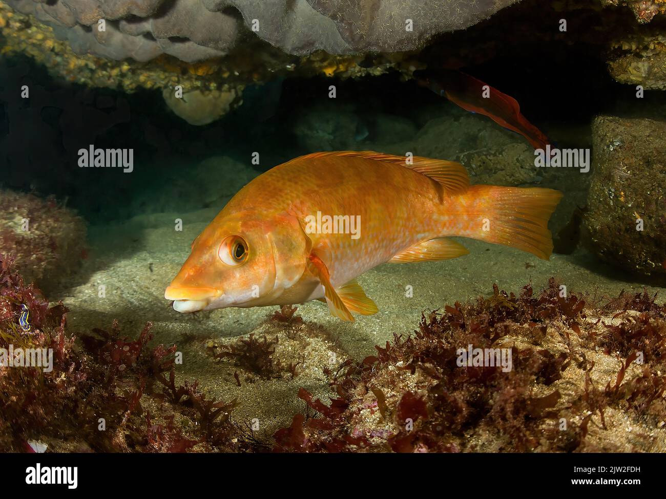 Exotic bright orange ray finned fish swimming under sea water near ...