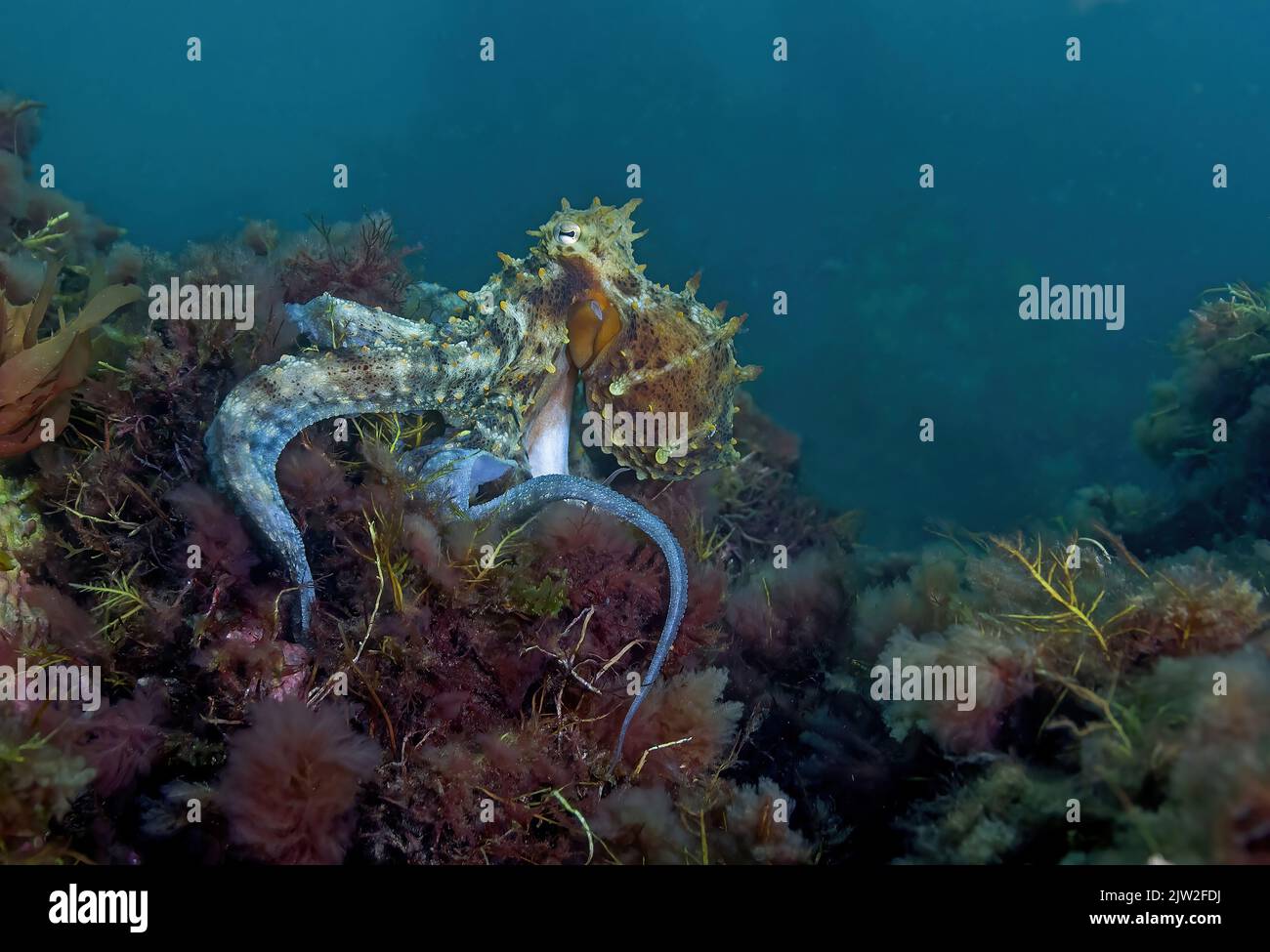 Picturesque marine scenery with bright common octopus and rough coral ...