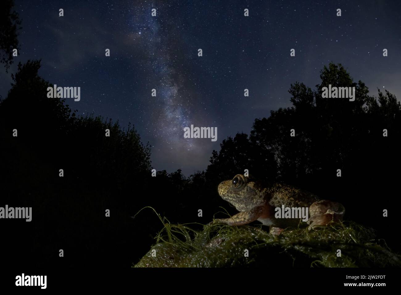 Side view of natterjack toad sitting on rocky boulder under scenic ...