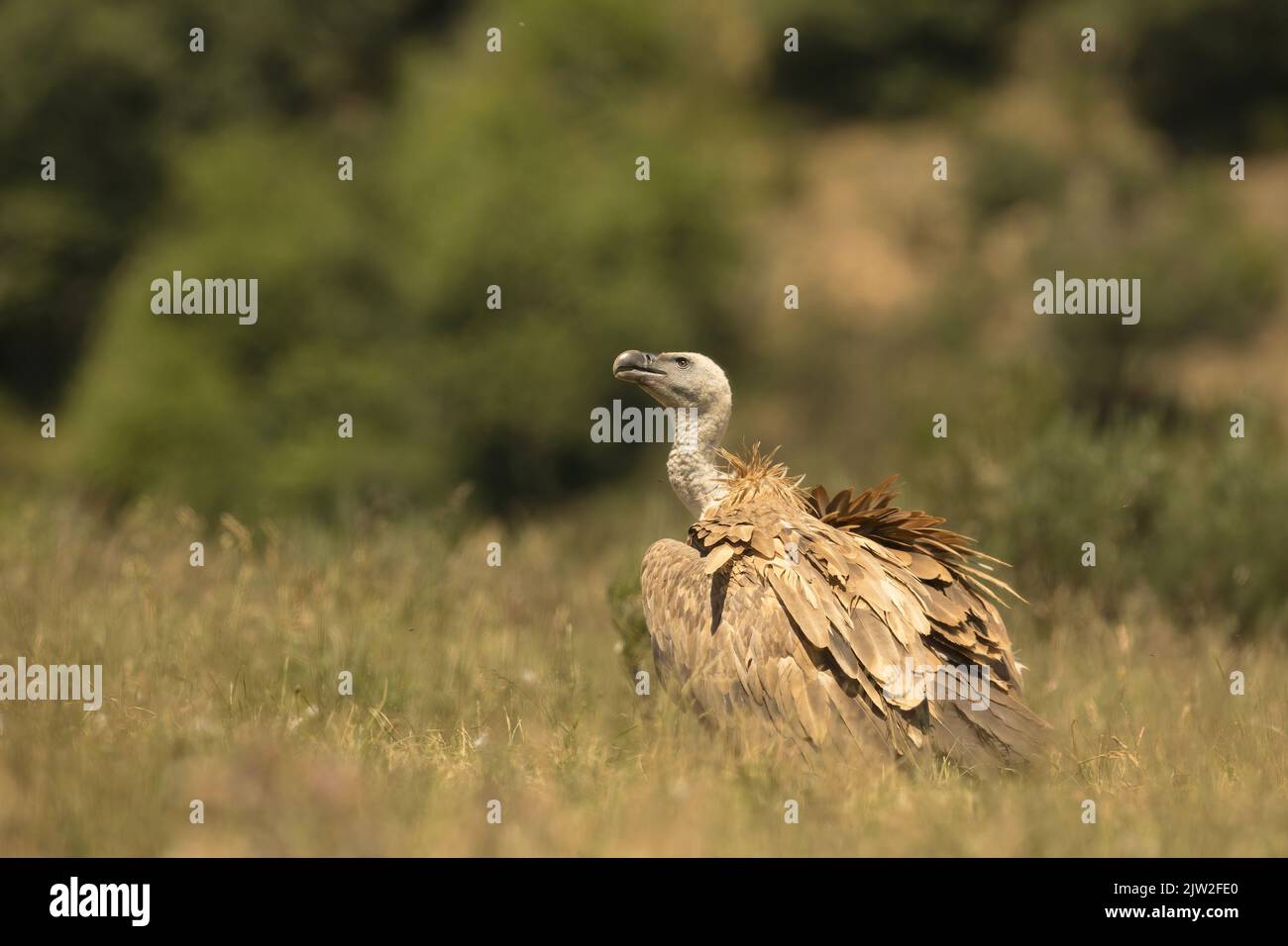 Side view of carnivore griffon vulture bird with white head and broad ...