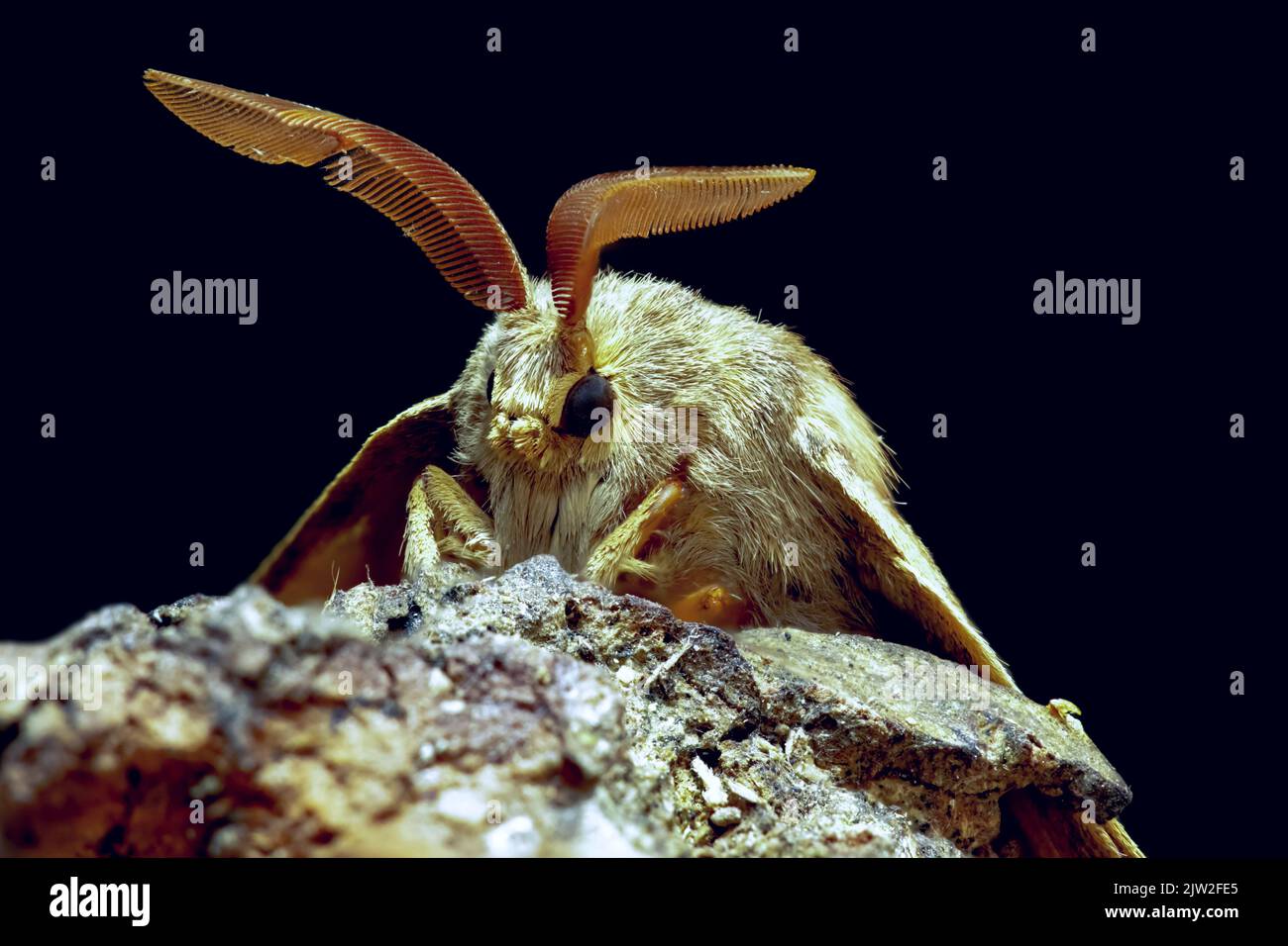 Closeup of fox moth with hairy body and transverse bands sitting on ...